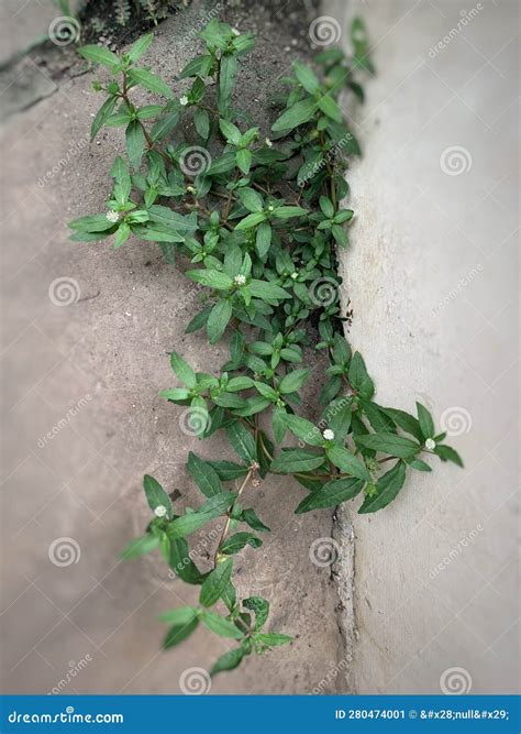 Urang Aring Stock Image Image Of Grow Plants Green 280474001