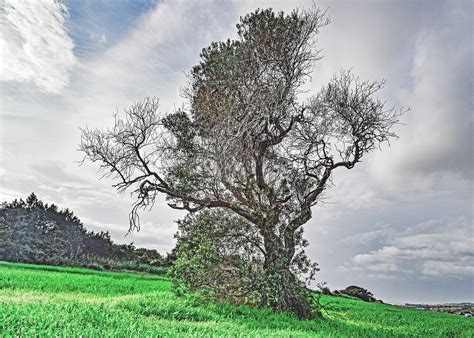 Tree Grass Field Free Photo On Pixabay Pixabay