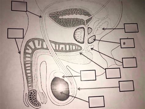 Male Reproductive System Diagram Quizlet Male Reproductive System Diagram Quizlet