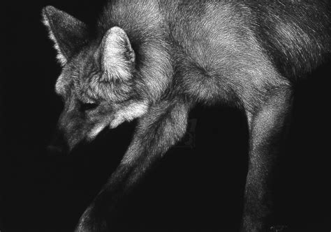 Maned Wolf Artists For Conservation