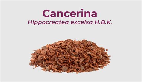 Cancerina Hippocreatea Excelsa H B K Asami Saber Ser