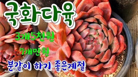 인천 장수동 신상 도착 국화다육 희성금 모건뷰티 라울 모닝듀 캉캉 소인제금 홍용월 짚시 메비나 먼로