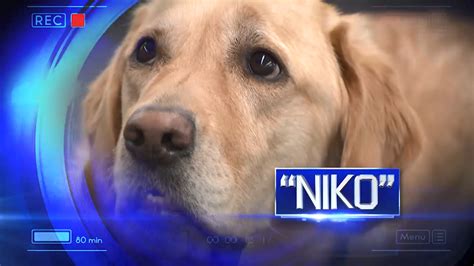 Sniffing Out Tech How A K9 In New Hampshire Is Helping Police Fight