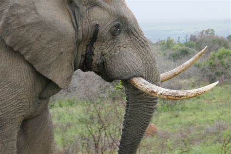 Elephant Horn Color