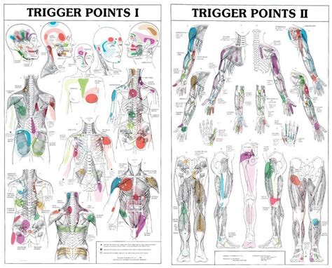 Trigger Points I And Ii Trigger Points Reflexology Chart Trigger