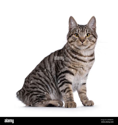 Excellent Typed Young Kurilian Bobtail Cat Kitten Sitting Up Side Ways Showing Short Tail