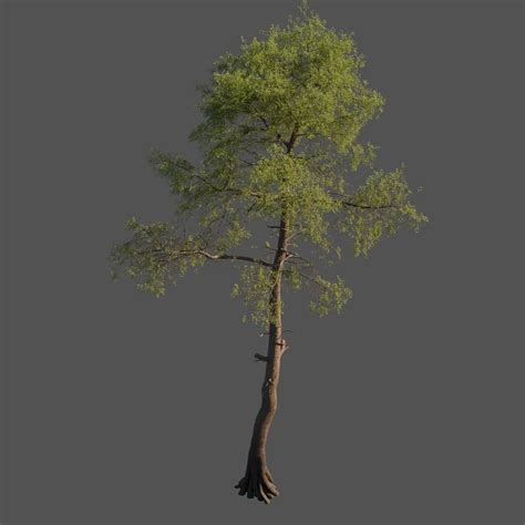 Blenderkit Download The Free Pine Tree Model
