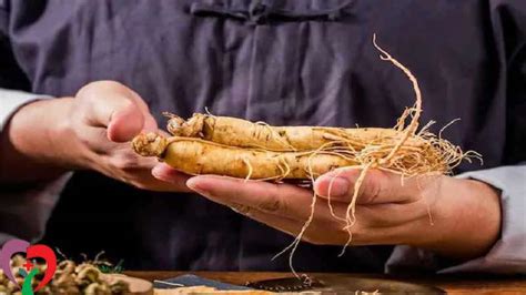 جینسینگ چیست و چه خواصی دارد؟ دارو دراگ