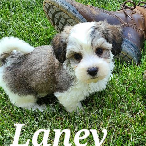 Laney Sold C Lou Puppies