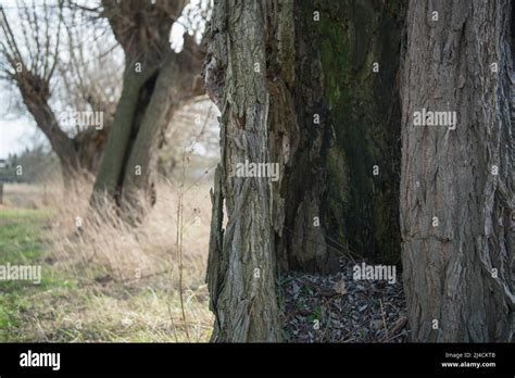 Willows Salix Old Pollarded Willow With Abundant Deadwood Structures As A Place For