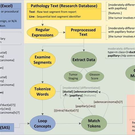Process Diagram For A Sas Based Coding Extraction And Nomenclature