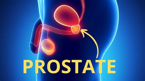 Prostate Youtube