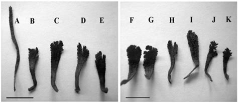 Variation Of Shape And Size Ruminal Papillae A Needle Like B C Download Scientific