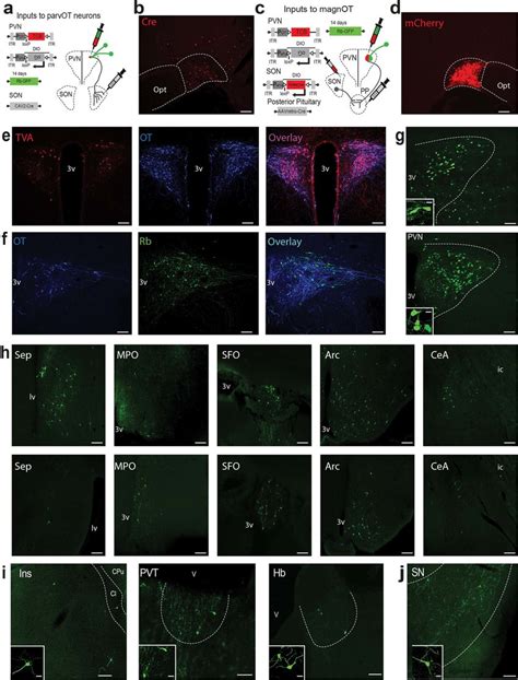 Inputs To Parvot And Magnot Neurons A C Virus Injection Strategy To