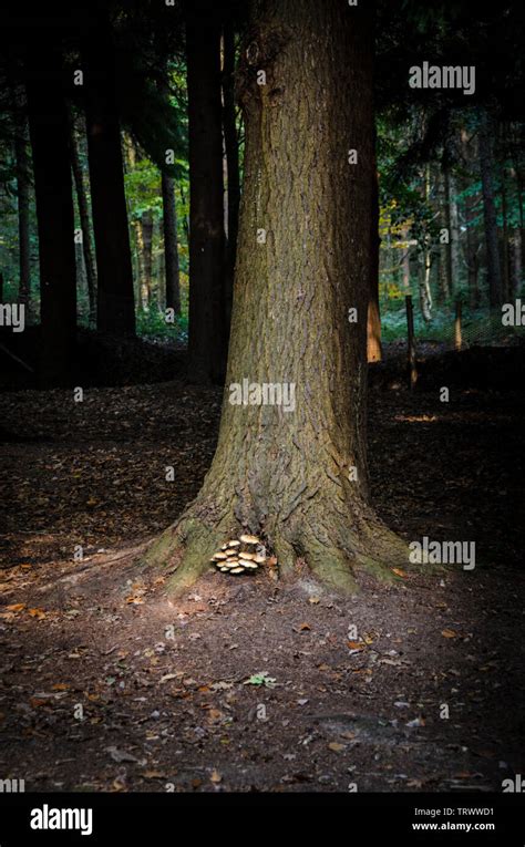 Tree Trunk Hi Res Stock Photography And Images Alamy