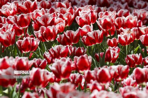 آژانس عکس ایرنا