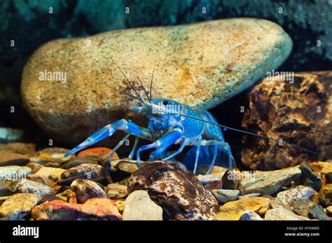 Australian Red Claw Crayfish Cherax Quadricarinatus Daintree