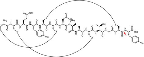 Linaclotide Red Arrow Depicts Reported Endogenous Peptidase Cleavage