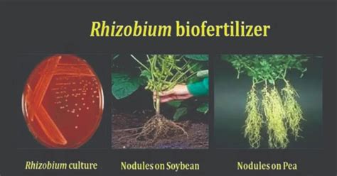 Rhizobium Bio Fertilizer 1 Kg Packaging Type Bottle At ₹ 95kg In