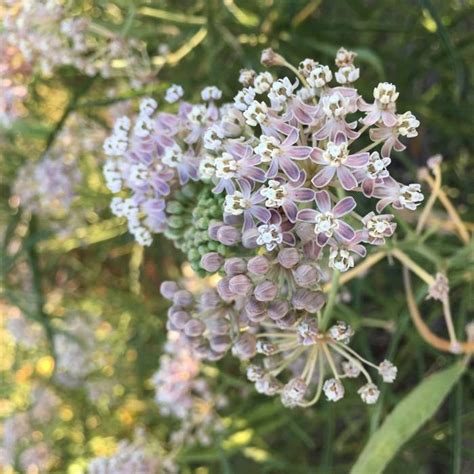 Asclepias Fascicularis Narrowleaf Milkweed Asclepias Fascicularis