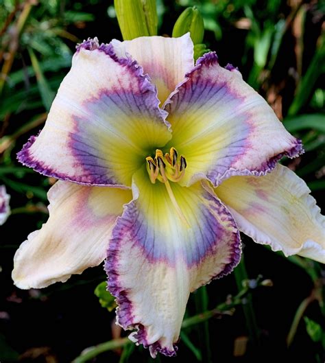 Lady Doodlebug Dscf6105 Ladybug Daylilies