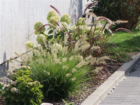 Dwarf Fountain Grass Varieties Ornamental Grasses That Take The Heat