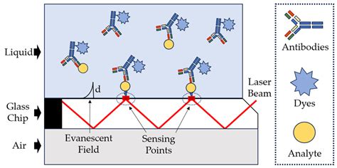 Sensors Free Full Text Optical Sensors For Bacterial Detection