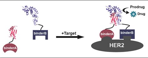 Christine And Sams Codept Manuscript Published In Acs Medicinal Chemistry Letters Owen Lab