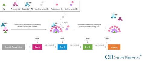 Tyramide Signal Amplification Tsa For Multiplex Ihc Creative Diagnostics