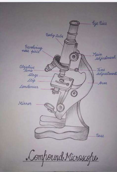 Compound Microscope Drawing
