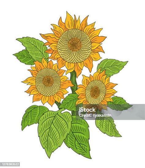 해바라기 드로잉 스케치 꽃 3개 녹색 잎이 있는 노란색 손으로 그린 색상 벡터 석유 생산 농업 식물 수확 0명에 대한 스톡 벡터