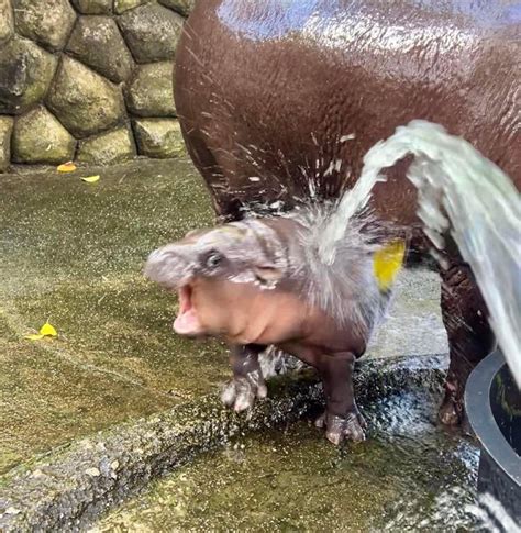 Moo Deng Is A Lifestyle Icon — Why The Internet Loves This Hippo Betches
