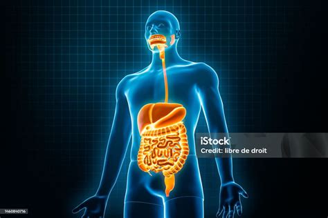 전체 인간 소화 시스템의 X선 전방 또는 전면 보기는 남성의 신체 윤곽이 있는 3d 렌더링 그림입니다 인체 해부학 위장관 의료