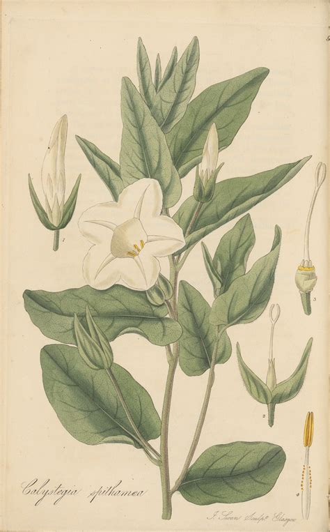 Calystegia Spithamaea Artvee