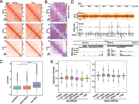 Comparison Of Chromatin Interaction Profiles Between Normal And Download Scientific Diagram