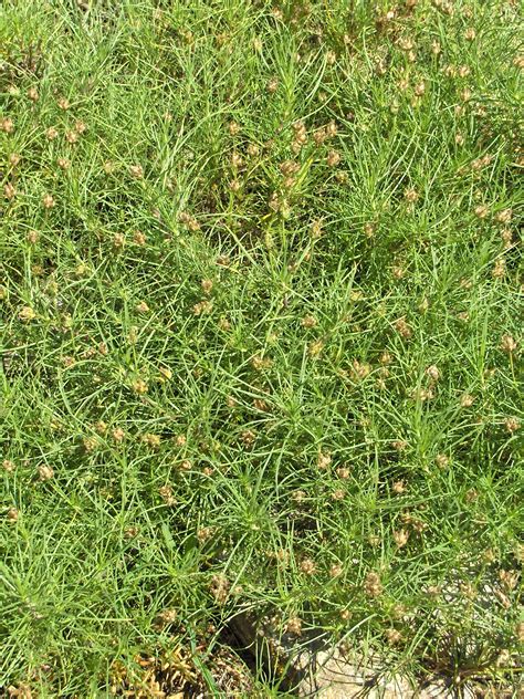 Cerastium