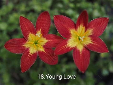 Rain Lily Looking For On Carousell