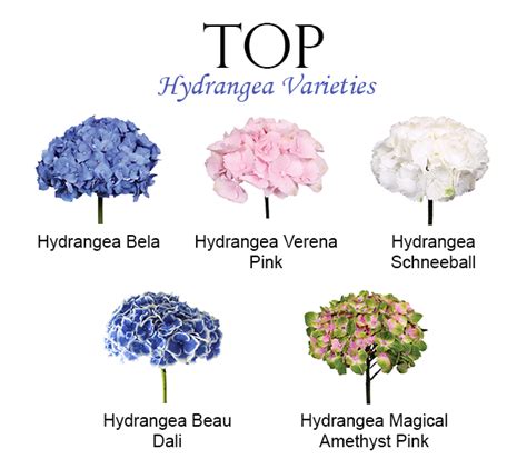 Favourite Spring Hydrangea The Flower Hub