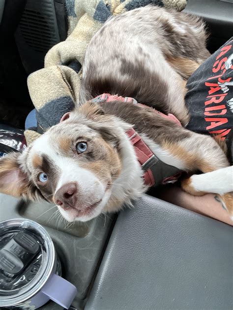 Lil Floof Is Almost A Year Old Scrolller