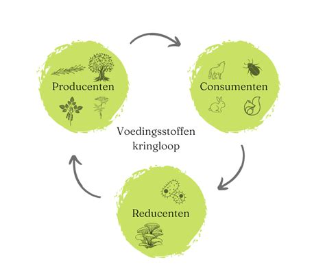 Voedselweb Ecosysteem Natuur Sign4nature