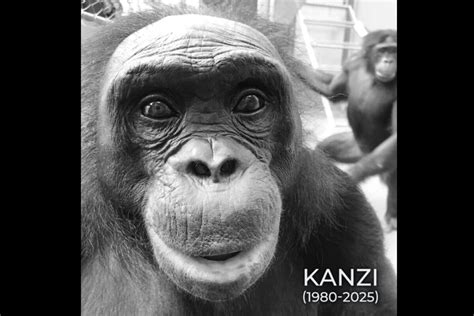Kanzi The Bonobo Redefined What It Means To Be Human South Africa Today