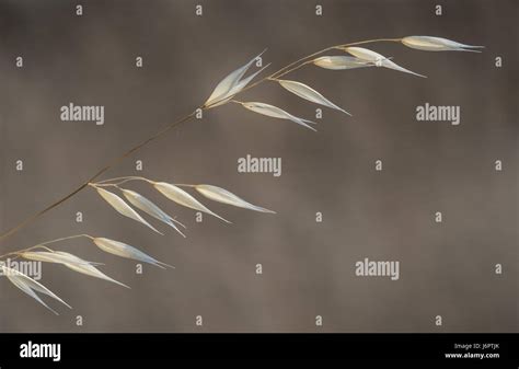 A Single One Stem Diagonal Arrhenatherum Elatius Grass Growing Wild