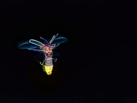 Firefly Bioluminescence Is A Glowing Invitation To Mate