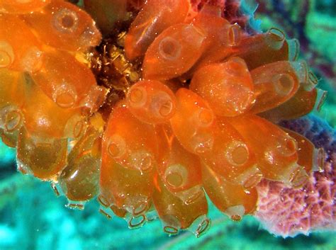 Mangrove Tunicate Ecteinascidia Turbinata Nassau Bahamas Photo 2