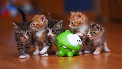 Cute Kitten Pictures Wallpaper 60 Images