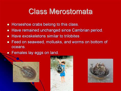 Introduction And Classification Of Arthropods презентация онлайн
