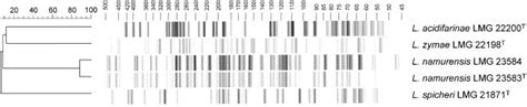 Cluster Analysis Of Digitized Aflp Band Patterns Of Strains Lmg 23583 T