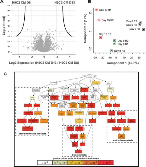 Fractionation Based Shotgun Proteomics And Gene Ontology Analysis For Download Scientific