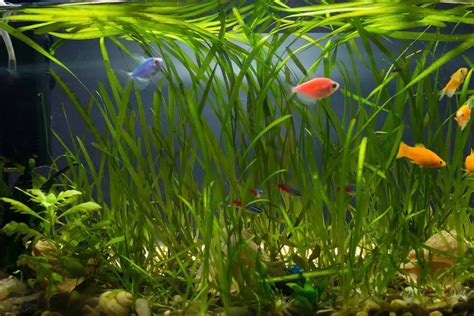 Aqueon Filter Not Working Weve Got The Solution For You