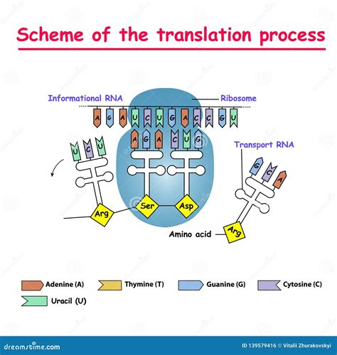 Scheme Of The Translation Process Syntesis Of Mrna From Dna In The Nucleus The Mrna Decoding